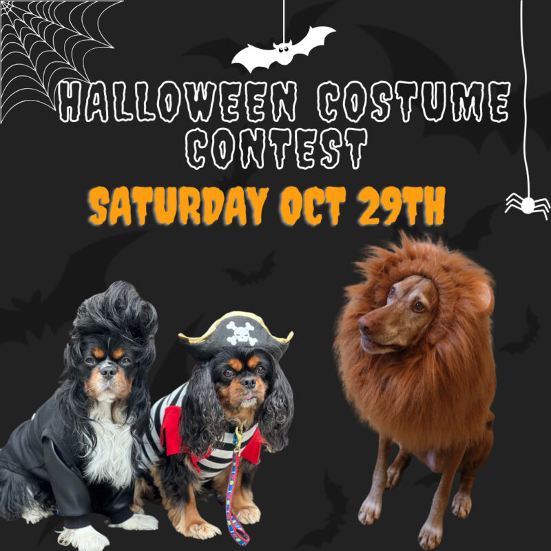 Halloween Costume Contest at Milo & Friends - Downtown Napa Event