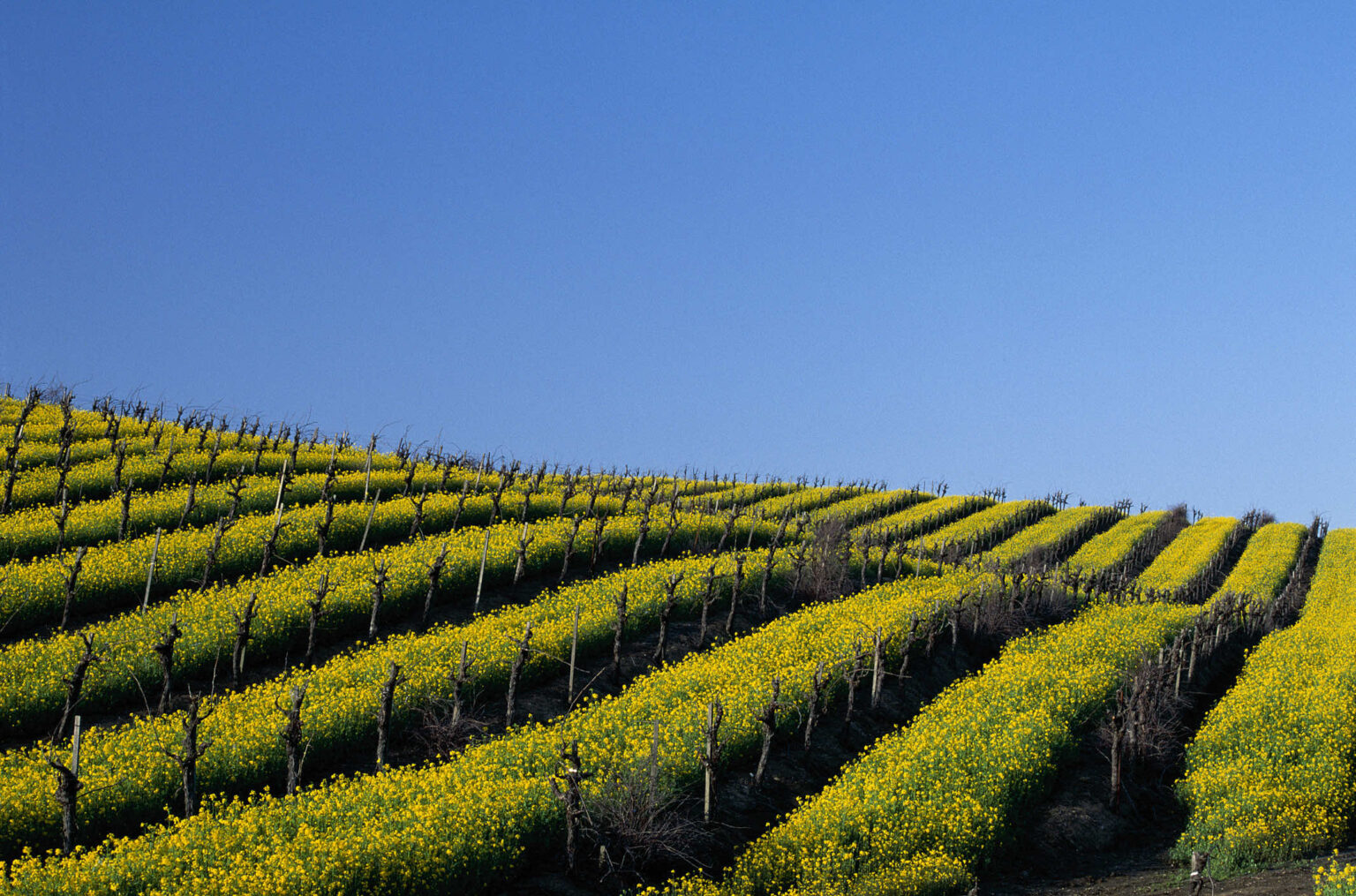 City of Napa Mustard Season 2026: When to Visit & What to Do - DoNapa