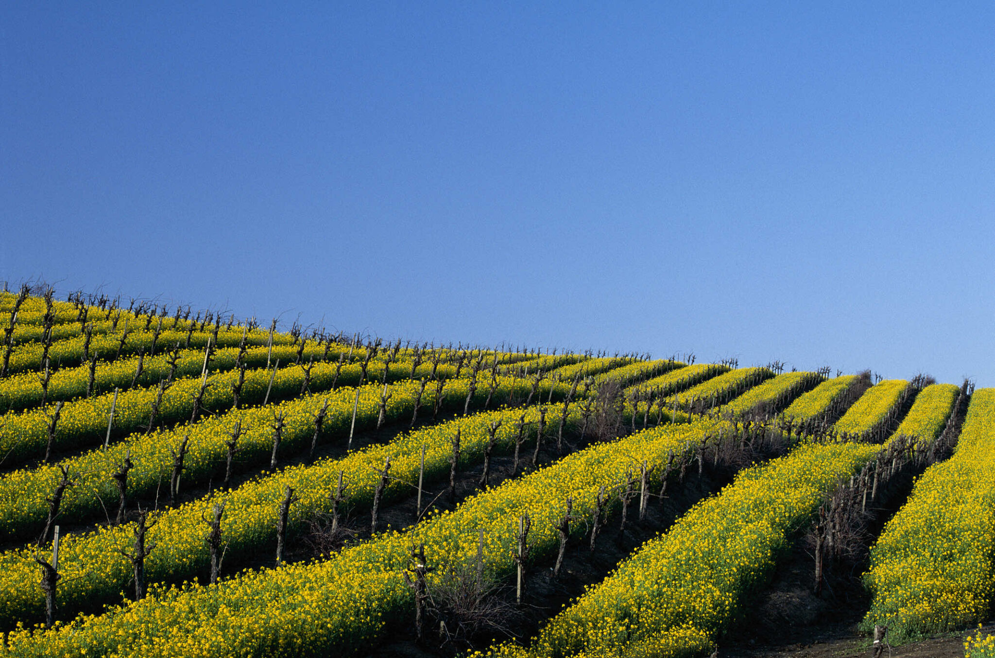 City of Napa Mustard Season 2026: When to Visit & What to Do - DoNapa