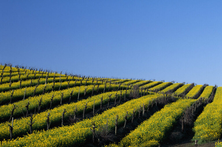 City of Napa Mustard Season 2026: When to Visit & What to Do - DoNapa